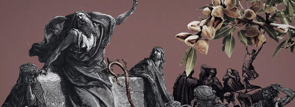 Symbolism of Almonds – Bible Discovery TV