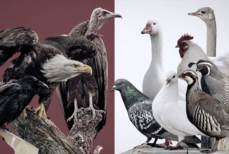 Incorruptible Crowns – Bible Discovery TV